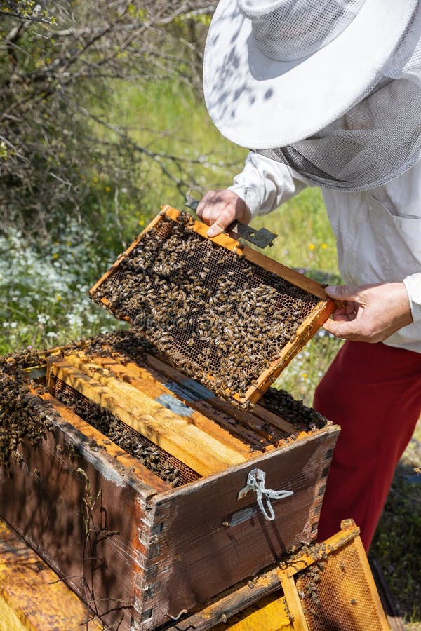 A Beehive Man-made Structure To House a Honey Bee Nest in Greek Fields ...