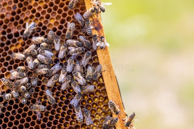 A Beehive Man-made Structure To House a Honey Bee Nest in Greek Fields ...