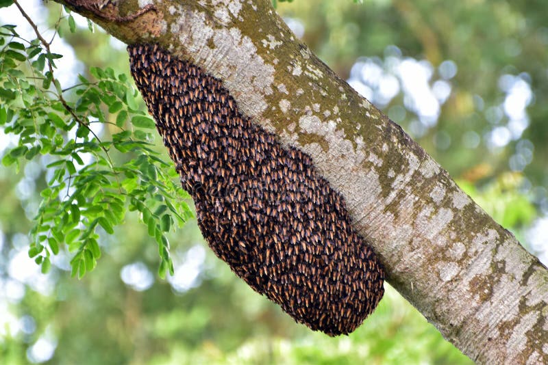 Beehive in nature stock image. Image of honey, plants - 159761659