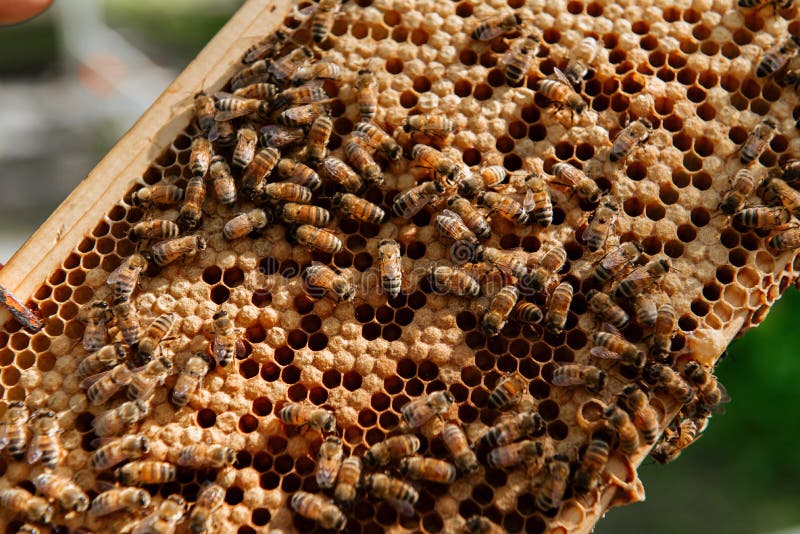 Beehive Open for Inspection by the Beekeeper Stock Photo - Image of ...