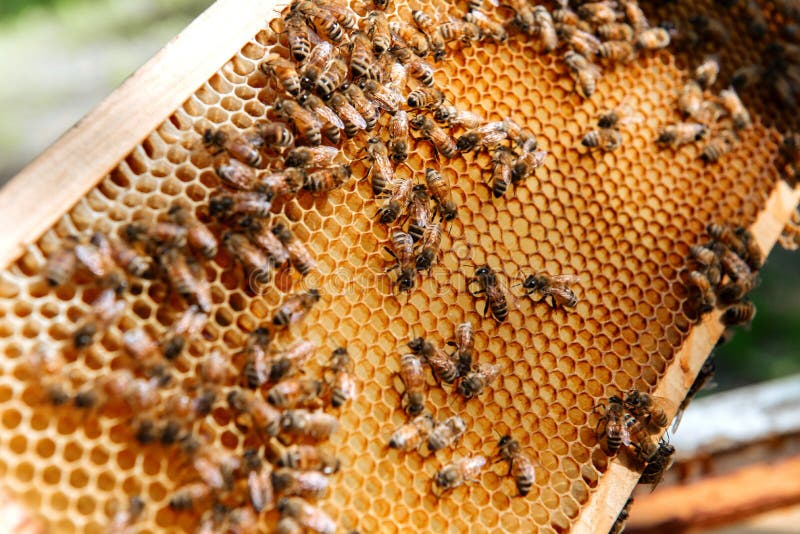 Beehive Open for Inspection by the Beekeeper Stock Photo - Image of ...