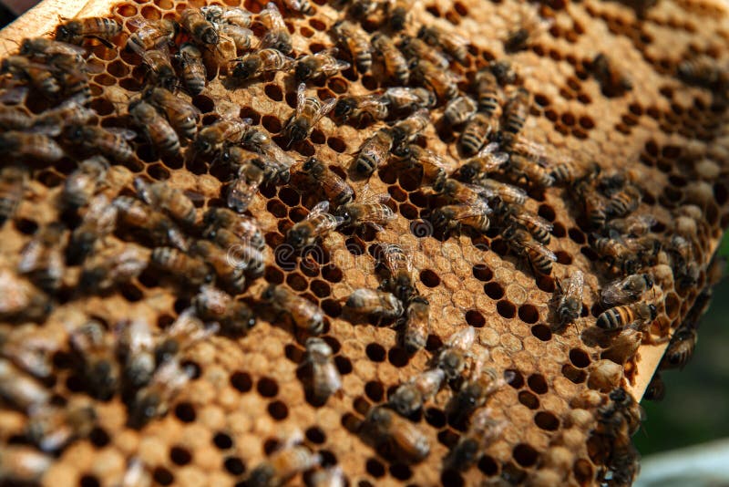 Beehive Open for Inspection by the Beekeeper Stock Photo - Image of ...