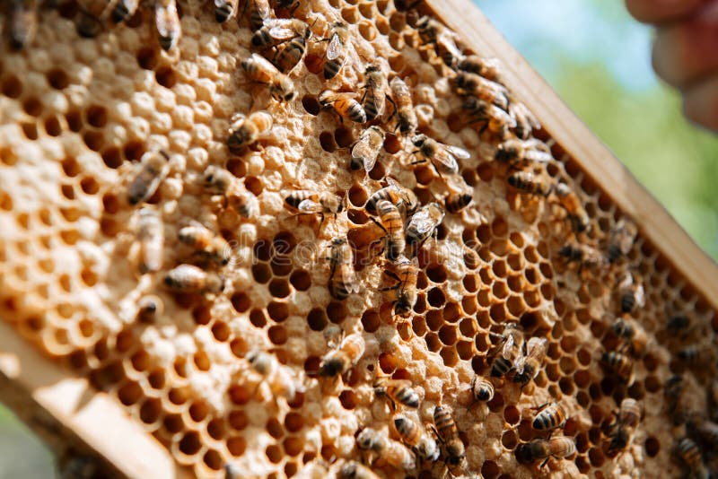 Beehive Open for Inspection by the Beekeeper Stock Image - Image of ...