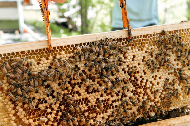 Beehive Open for Inspection by the Beekeeper Stock Image - Image of ...