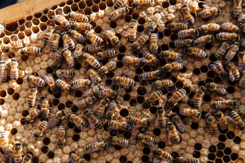 Beehive Open for Inspection by the Beekeeper Stock Photo - Image of ...