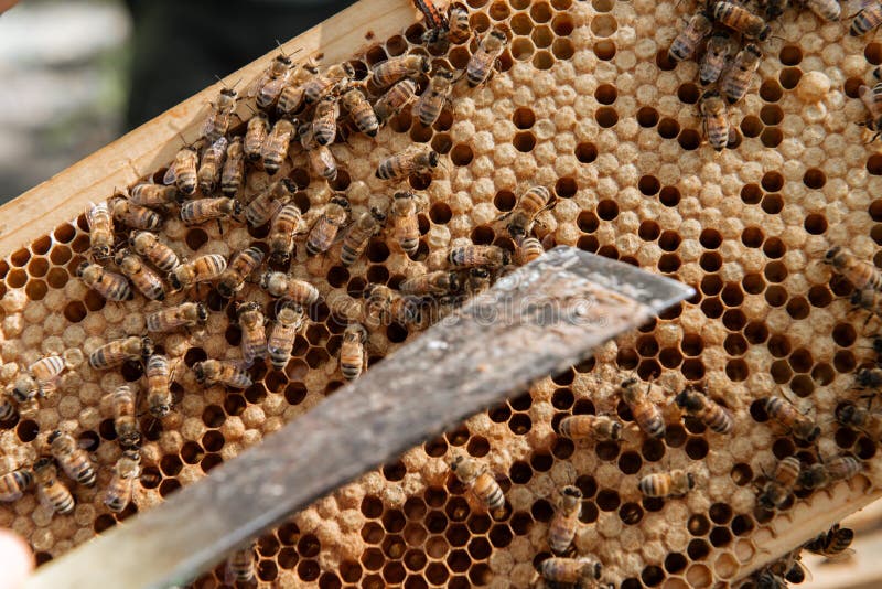 Beehive Open for Inspection by the Beekeeper Stock Photo - Image of ...
