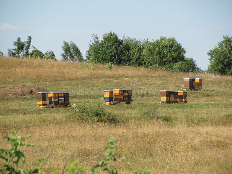 Beehive stock photo. Image of spring, honey, nature, beekeeping - 91067640