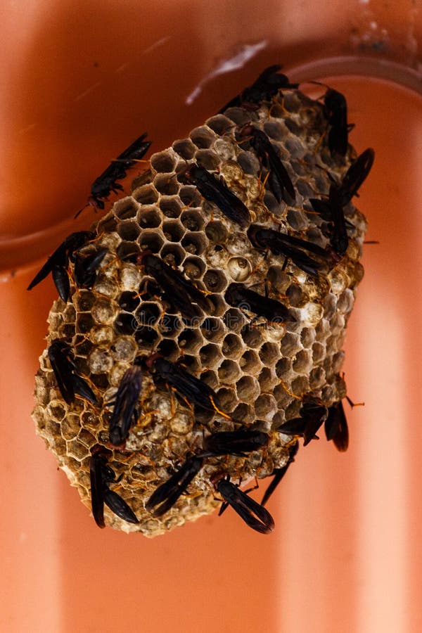 Beehive stock photo. Image of beekeeper, close, meadow - 39150128