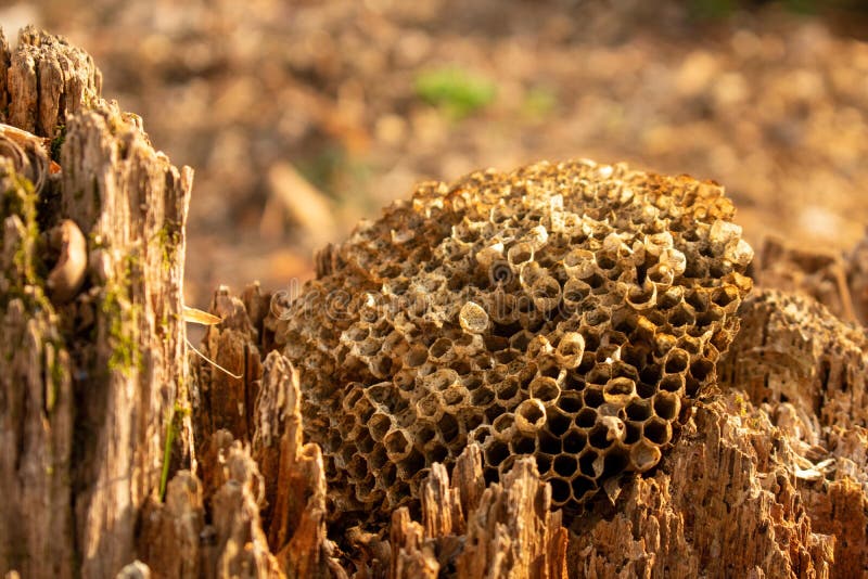 A Beehive on a Rotten Tree Stump Stock Photo - Image of nature, danger ...