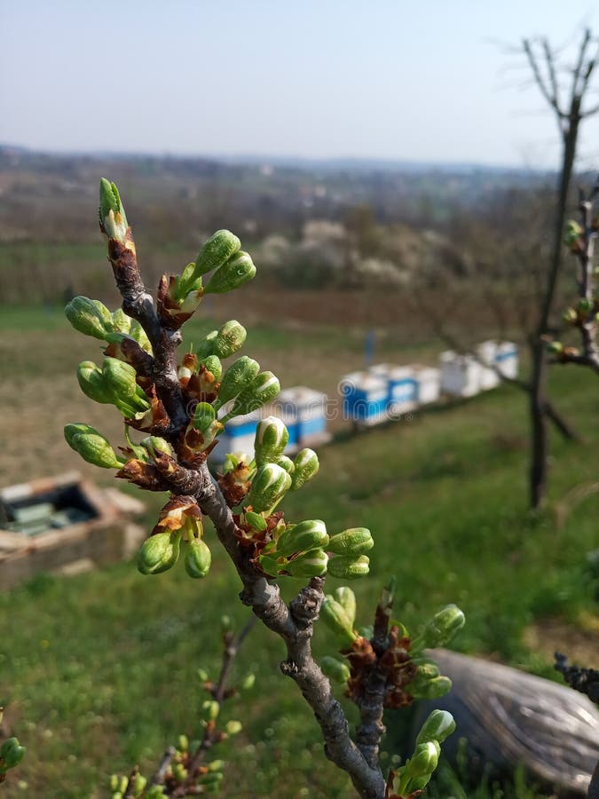 Beehive in the spring stock image. Image of branch, garden - 245806669