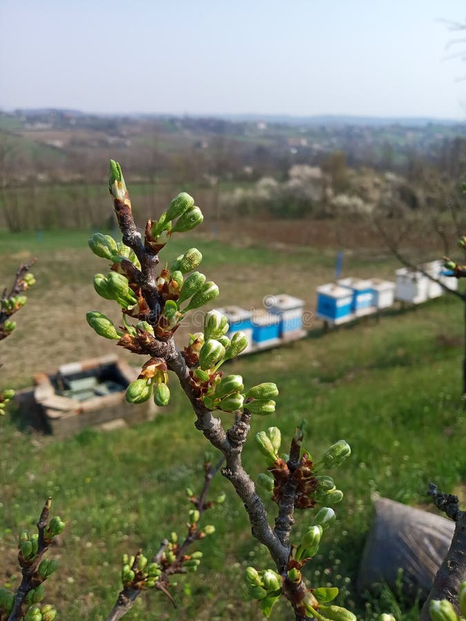 Beehive in the spring stock photo. Image of garden, flower - 245806696