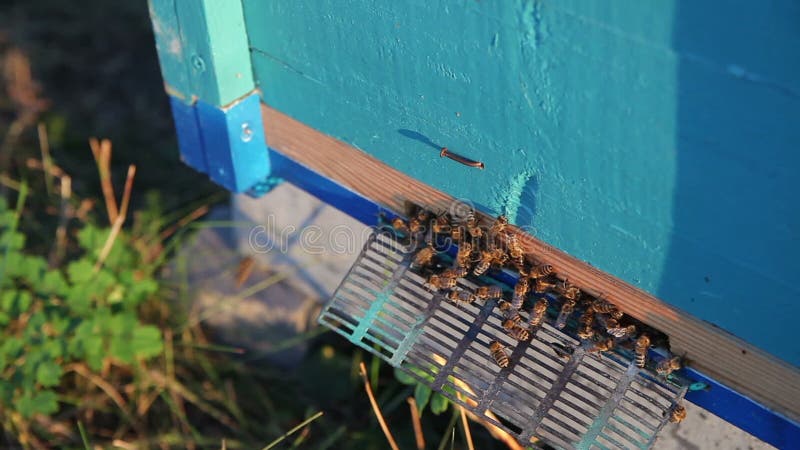 Bees Fly in and Out of the Hive Board. Close-up Stock Video - Video of ...