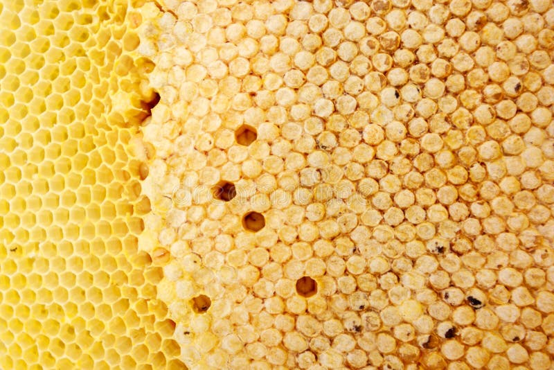 Beehive texture stock photo. Image of summer, wild, comb - 43569972