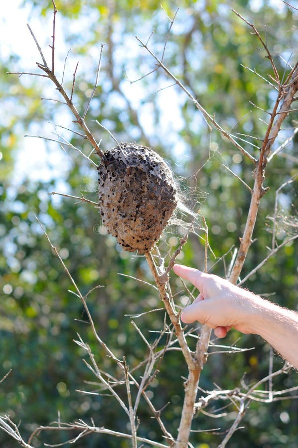 Beehive on tree branch stock image. Image of bees, healthy - 33632521