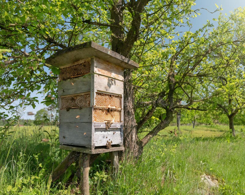 Beehive on a Tree Branch, Surrounded by Greenery Under a Blue Sky with ...