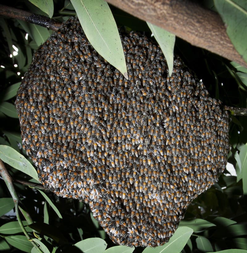 Beehive on tree branch stock image. Image of bees, healthy - 33632521 Beehive on tree branch stock image. Image of bees, healthy - 33632521