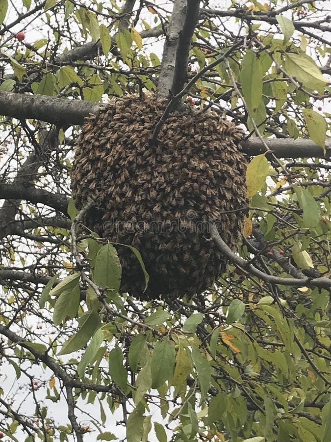 Beehive in Tree Covered with Bees Stock Image - Image of environment ...