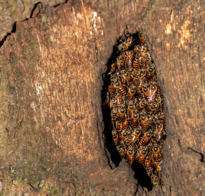 Beehive stock photo. Image of plant, nature, swarm, wild - 101213846 Beehive stock photo. Image of plant, nature, swarm, wild - 101213846