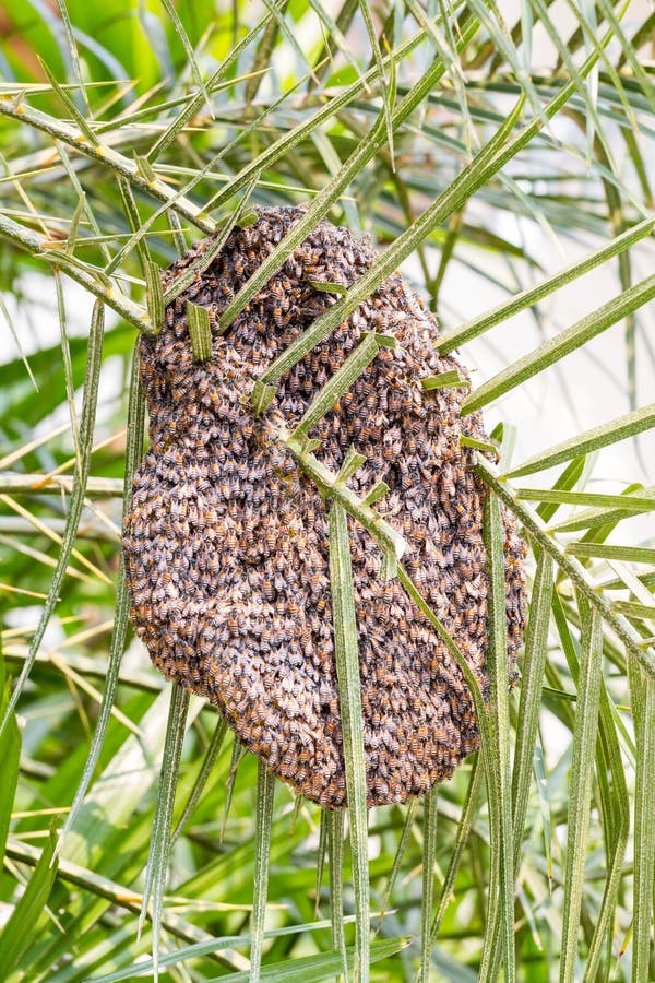 Beehive on tree stock photo. Image of nature, health - 39247470