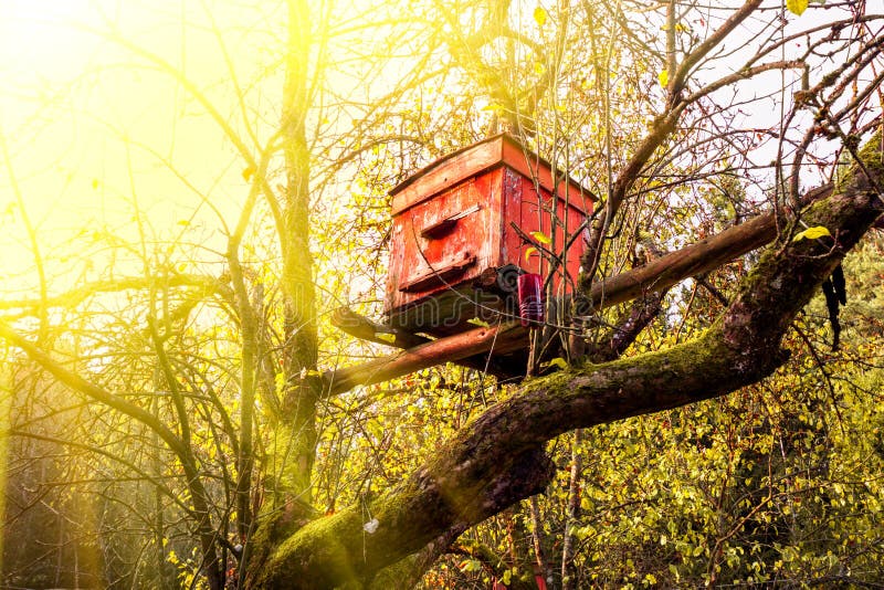 Beehive on the Tree for Protection from Animals Stock Photo - Image of ...