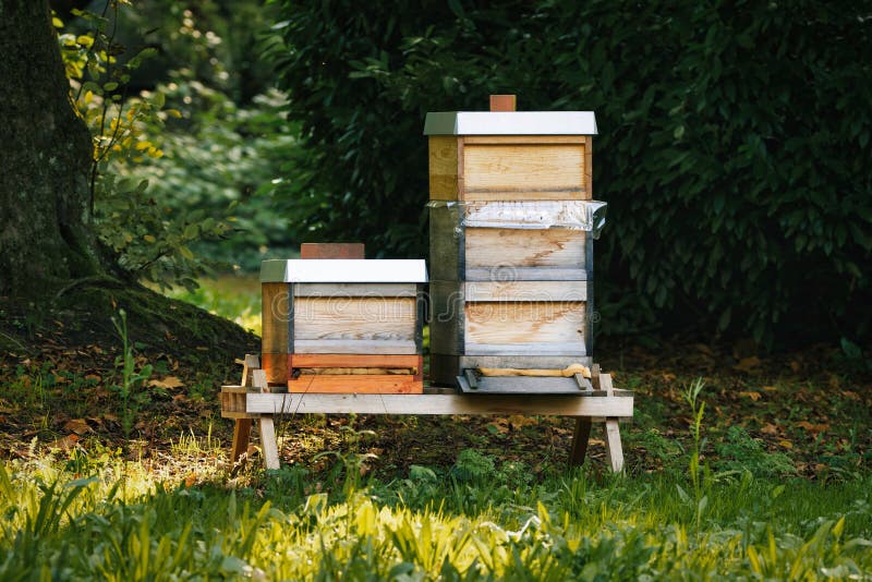 Beehive Under a Tree on a Meadow Stock Image - Image of landscape ...