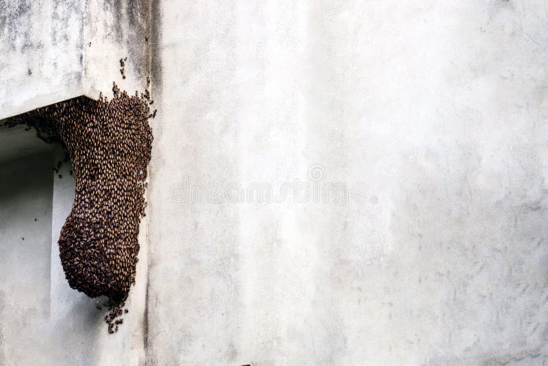 A Beehive on Wall with Hanging Stock Photo - Image of hive, thick ...