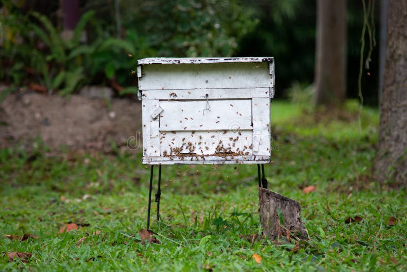 White beehive on lawn stock photo. Image of blossom - 149301774