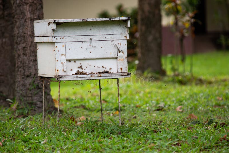 White beehive on lawn stock photo. Image of beekeeper - 149301924