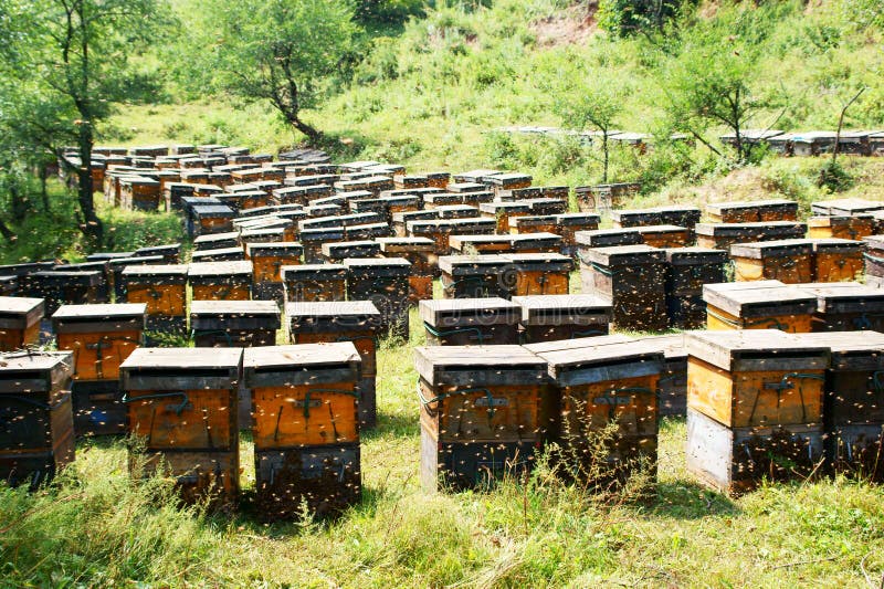 Beehive and working bees stock photo. Image of close - 21679480