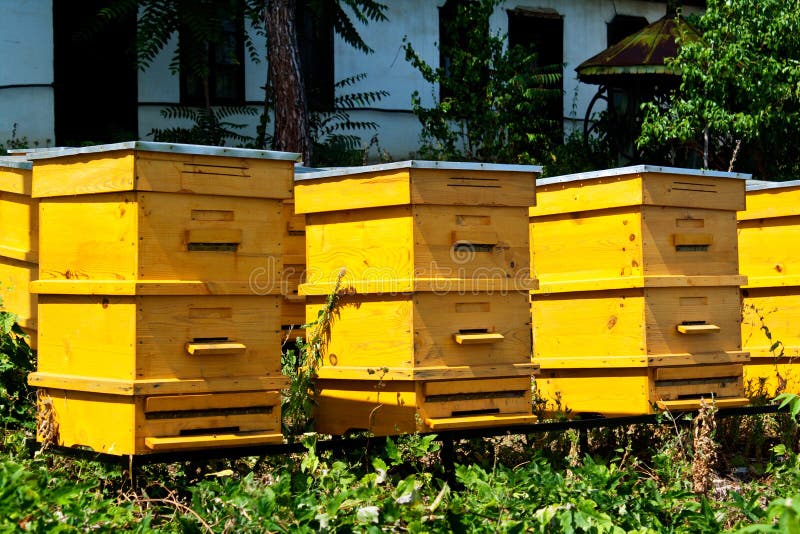 Beehives stock photo. Image of beekeeping, enriching - 10649202