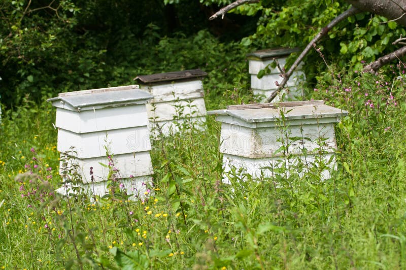 Beehives stock photo. Image of keeping, landscape, hives - 21052582