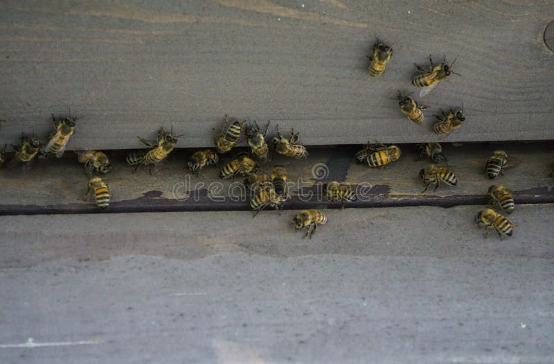 Beehives in the Apiary. Bees Fly To the Hive. Bees Protect the Hive ...