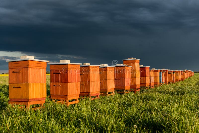 Beehives in the Apiary in Winter Close-up Stock Photo - Image of white ...