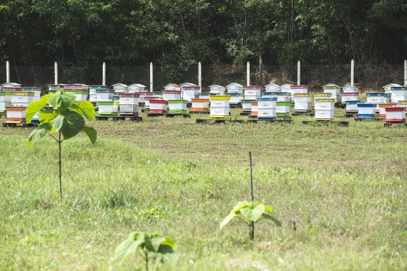 Beehives in bee farm stock photo. Image of beekeeper - 49983968