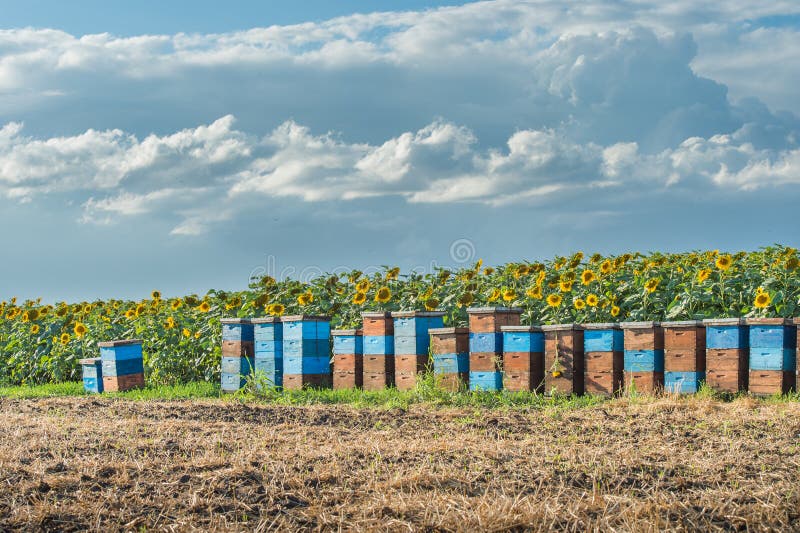 House for apitherapy stock photo. Image of beemaster - 33012132