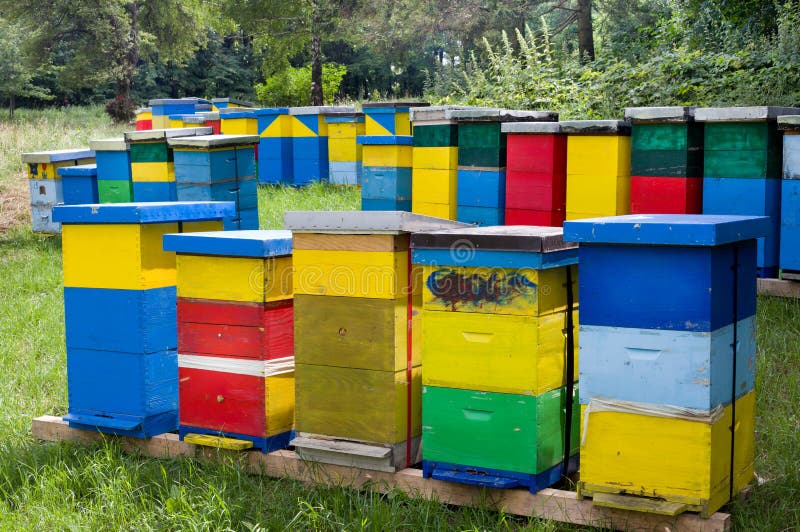 Commercial Bee Hives stock image. Image of apiary, gorda - 5240635