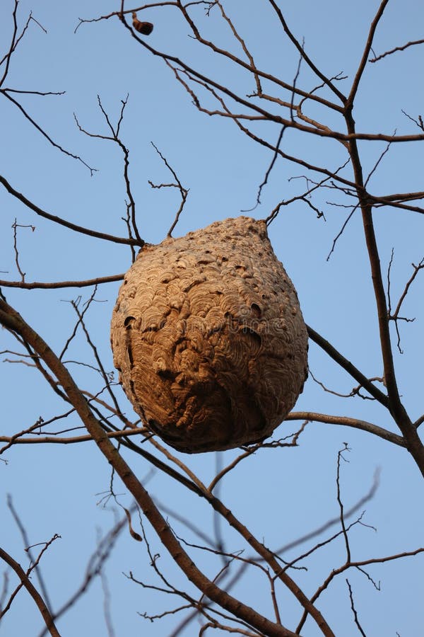 The Beehives of Wild Bees in the Field are Usually Located on Trees ...