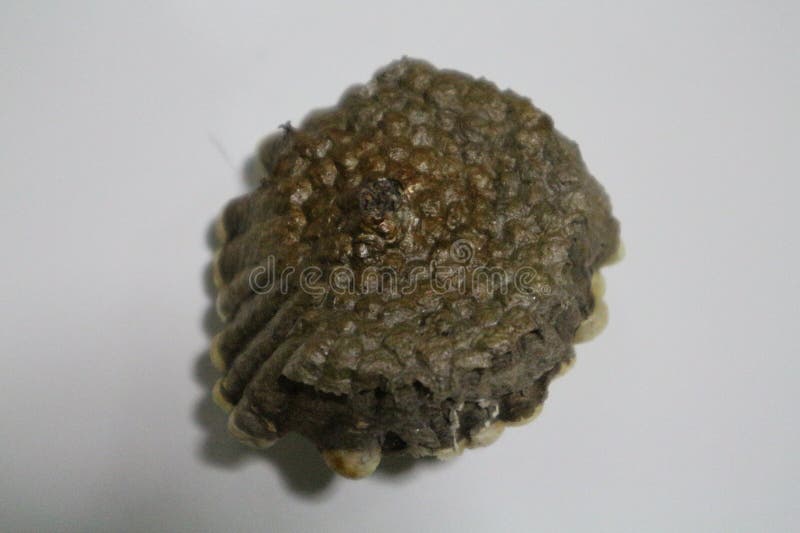 The Beehives of Wild Bees in the Field are Usually Located on Trees ...