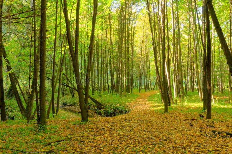 Beek in het bos stock afbeelding. Afbeelding bestaande uit zonlicht ...