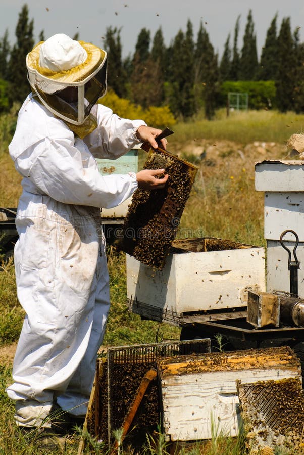 Beekeeper stock photo. Image of beekeeper, agriculture - 14124098