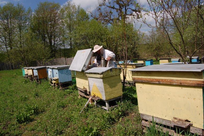 Beekeeper stock image. Image of cell, gardening, cluster - 14208069