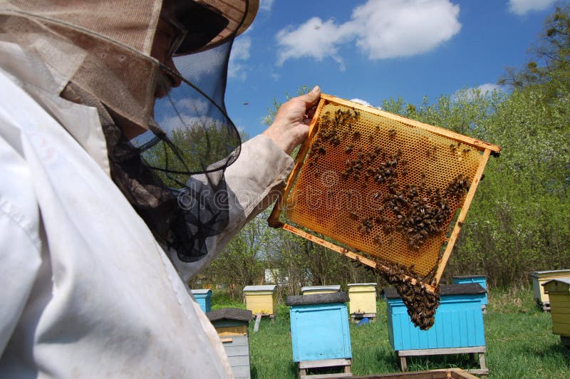 Beekeeper stock photo. Image of apiary, beekeeping, apis - 28862872