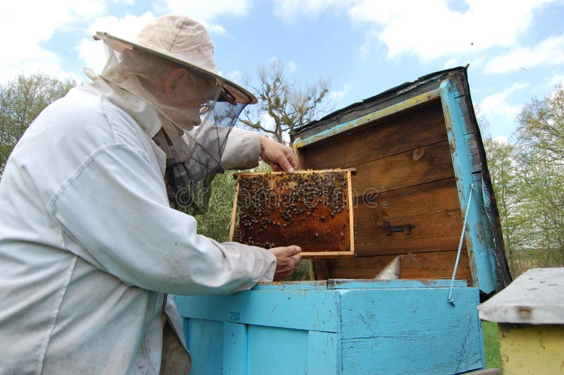 Happy beekeeper stock image. Image of coast, prince, bees - 20745611