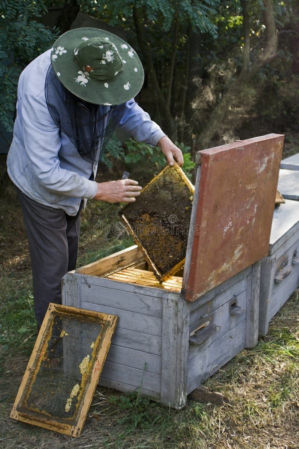 Beekeeper stock image. Image of insect, check, worker - 1798849
