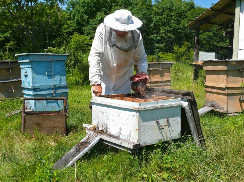 Beekeeper 24 stock image. Image of conservation, gardening - 5062085