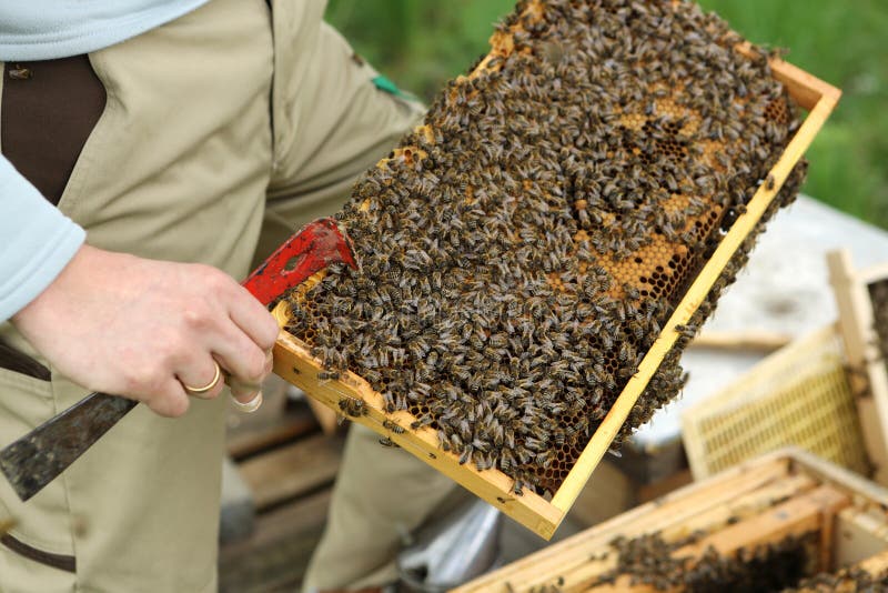 Beekeeper stock photo. Image of work, honeybee, workers - 24799812