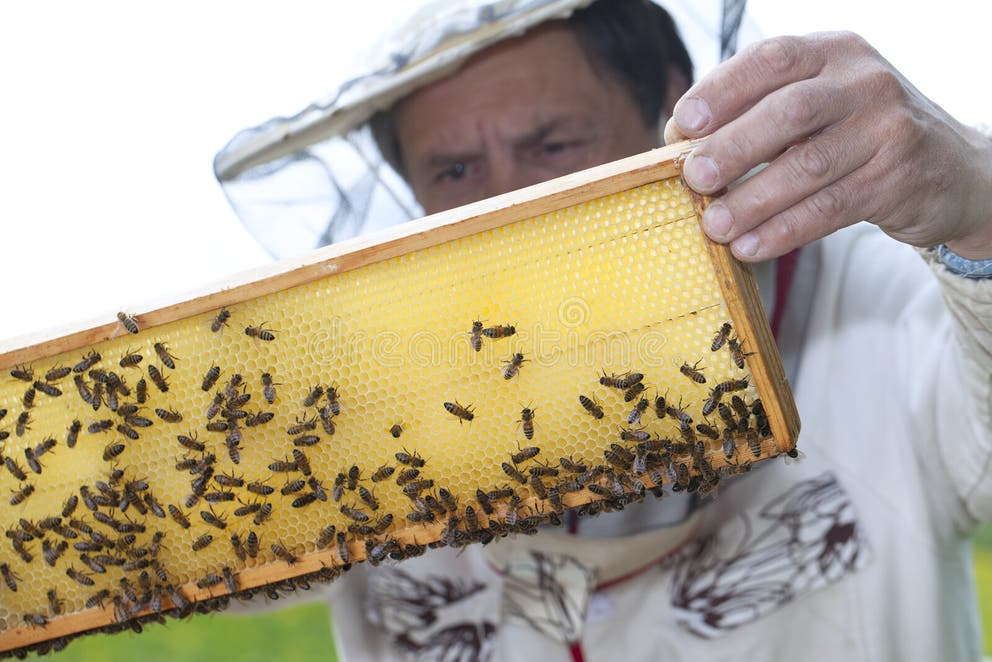 Beekeeper. stock image. Image of worker, beekeeper, face - 24807533