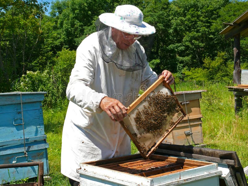 Happy beekeeper stock image. Image of coast, prince, bees - 20745611