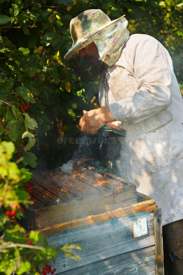 Beekeeper stock photo. Image of apiary, beekeeping, apis - 28862872