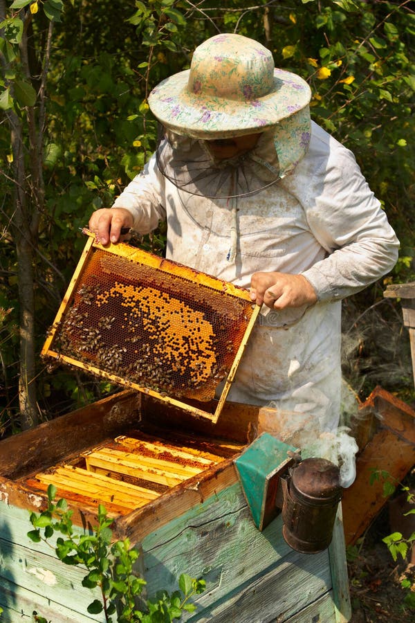Beekeeper stock photo. Image of apiary, beekeeping, apis - 28862872